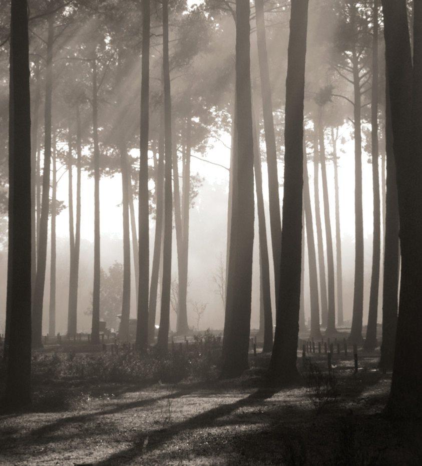 Forest Wall Art on Canvas - Set of 3 | Holy Cow Canvas